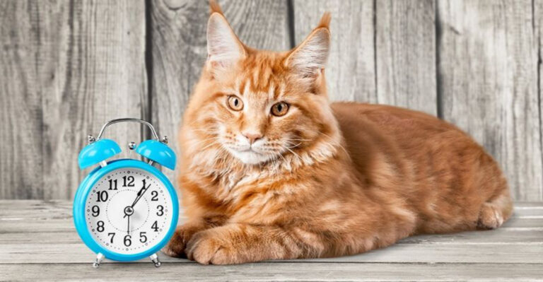 24 Facts About How Cats’ Brains Work - Cats Chef