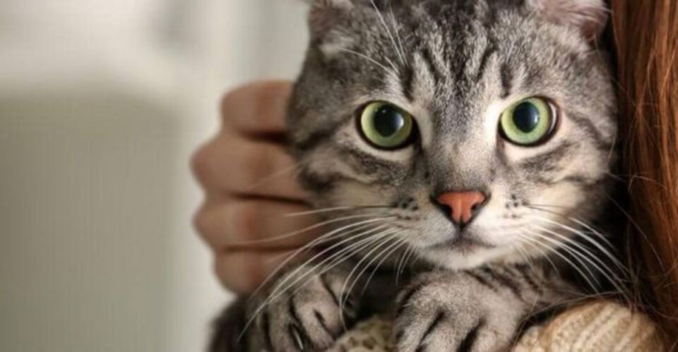 26 Reasons Why Cats Are the Perfect Pets