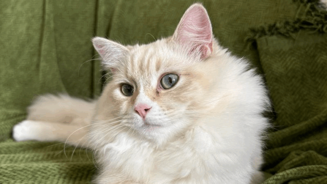 27 Beautiful And Rare Cat Colors And Patterns