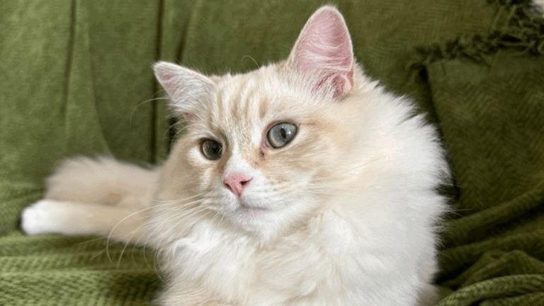 27 Beautiful And Rare Cat Colors And Patterns