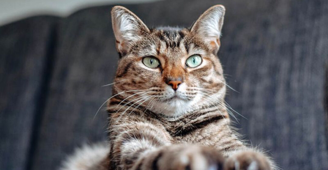 7 State Cat Mascots Across the US (And the Stories Behind Their Selections)