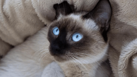 9 Cat Breeds Known For Their Intelligence