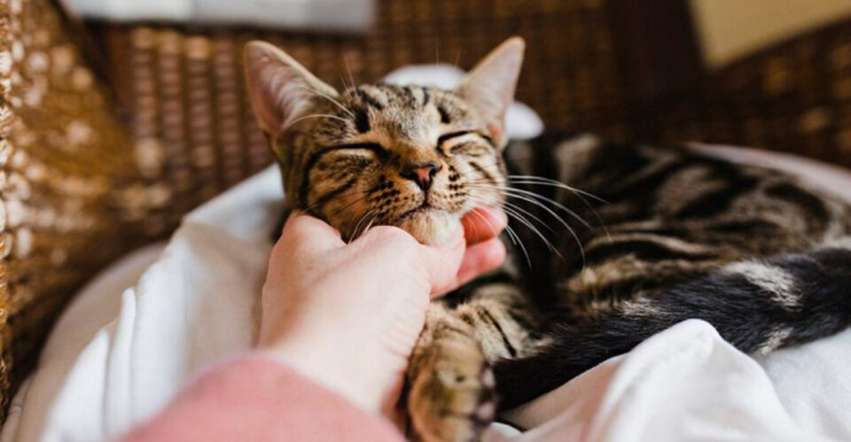 9 Heartfelt Ways Cats Say Goodbye Before Their Life Ends & 8 Signs They ...