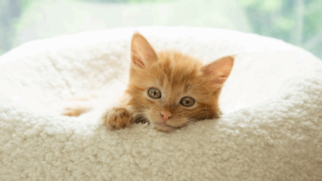 From Kitten to Cat — 17 Emotional Stages Every Feline Experiences