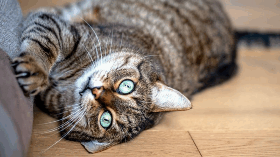 How to Gently Stop Your Cat from Biting and Scratching in 15 Simple Steps