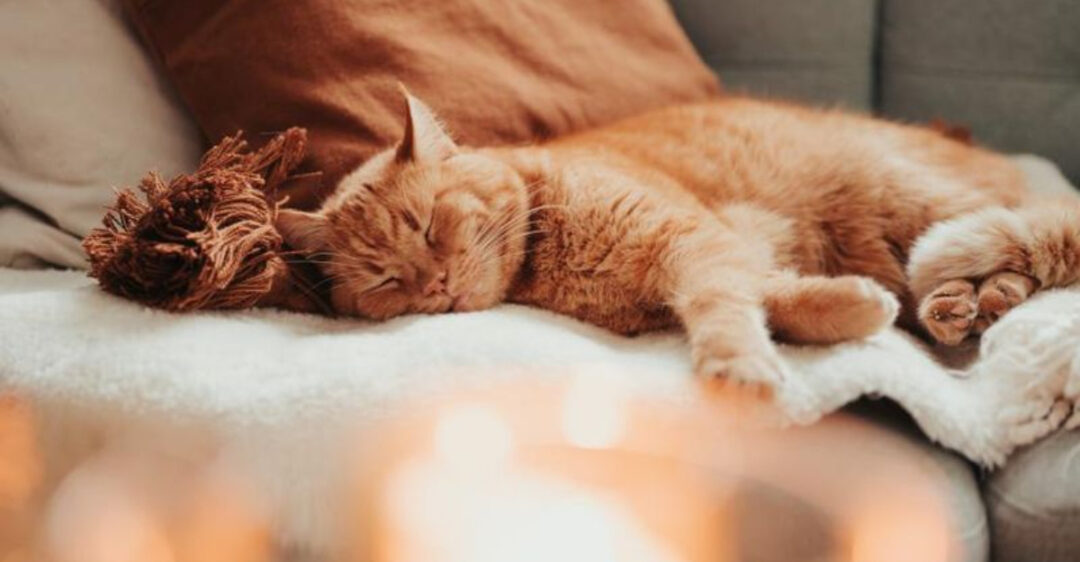 Brain-Boosting Cat Foods for Aging Cats with Dementia - Cats Chef