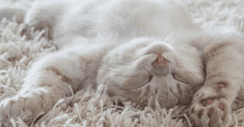 Cat Naps Explained: How Feline Sleep Patterns Differ From Ours - Cats Chef