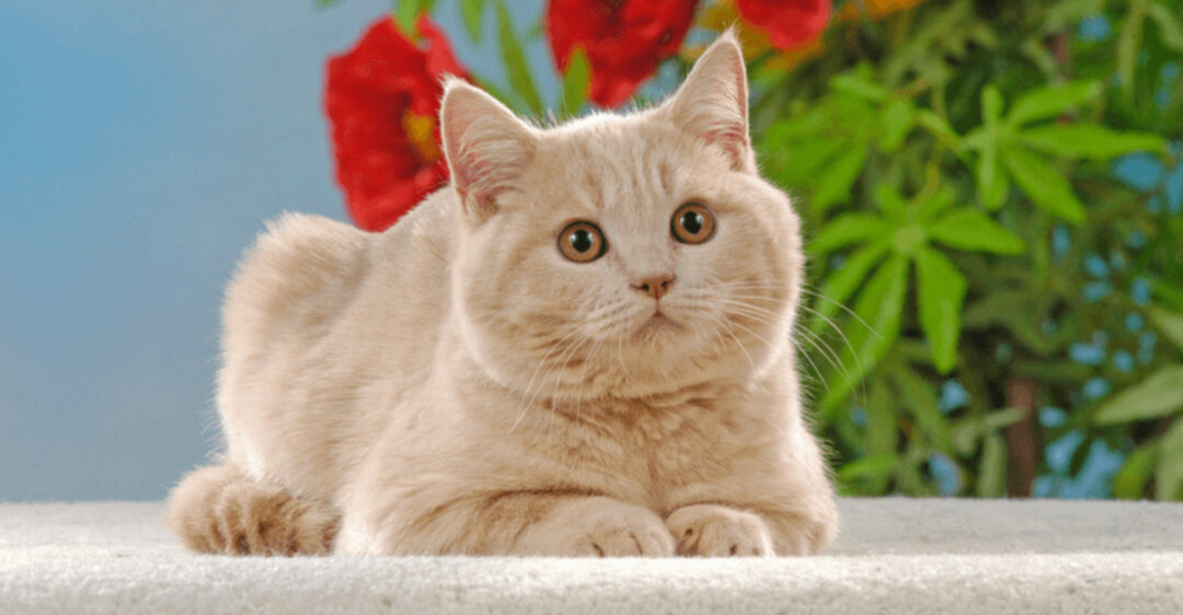These Are the 14 Rarest Cat Colors and Patterns