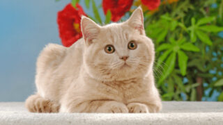 These Are the 14 Rarest Cat Colors and Patterns