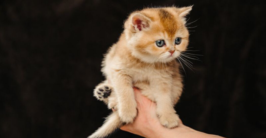 10 Loyal Cat Breeds That Will Stick by Your Side No Matter What