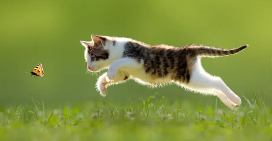 11 Reasons Your Cat Might Be Running Away and What to Do - Cats Chef