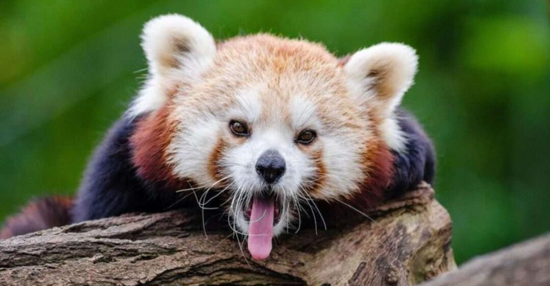 12 Fluffy Animals Who Can Be Both Sweet and Savage
