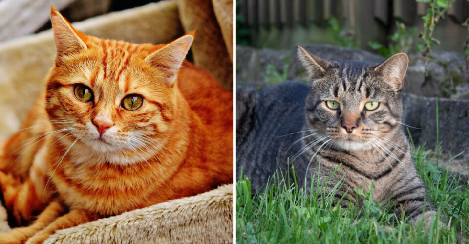 12 Unique Tabby Cat Markings That Make Each One Special - Cats Chef