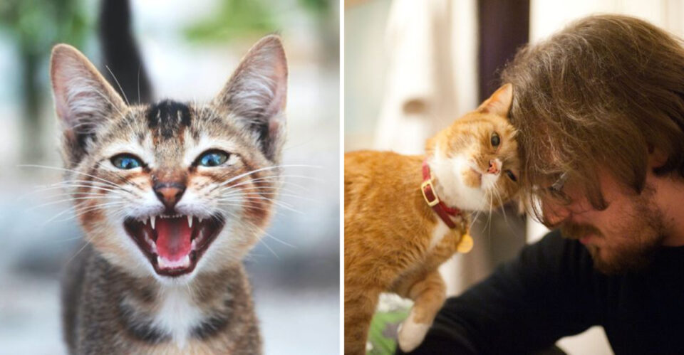 14 Signs Of A Happy Cat, According To Veterinarians - Cats Chef