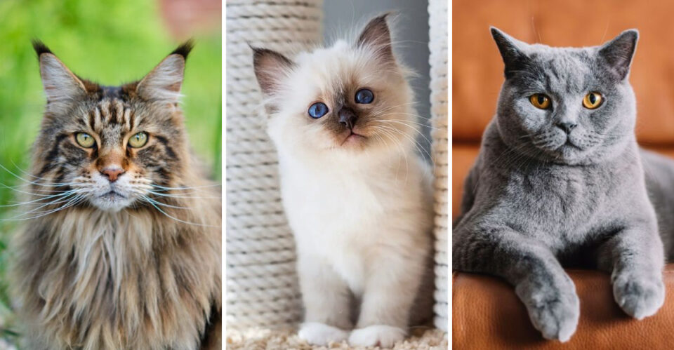 20 Most Affectionate Cat Breeds - Cats Chef