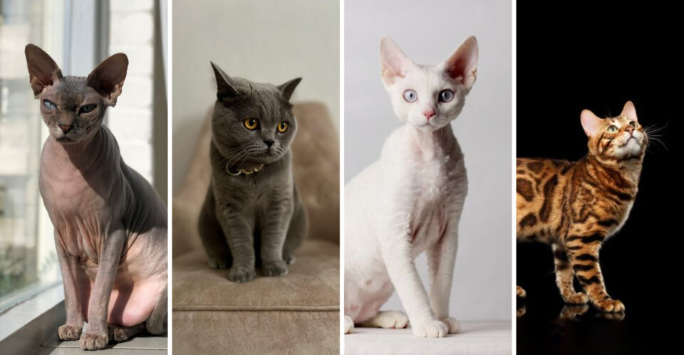 31 Most Popular Cat Breeds In The World - Cats Chef