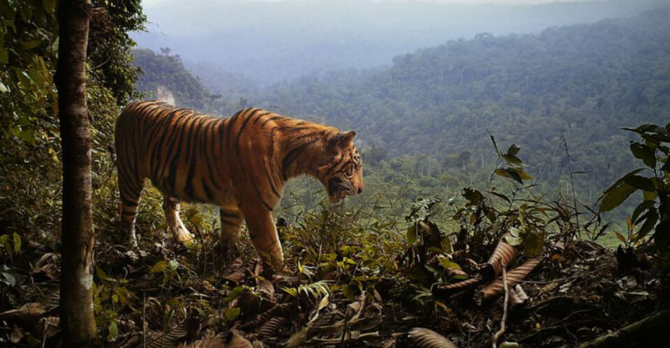 8 Beautiful Big Cat Breeds You Might Never See Again