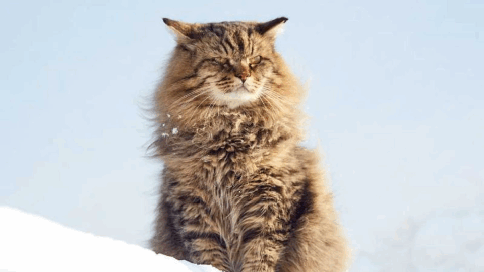 9 Most Powerful Cat Breeds in the World