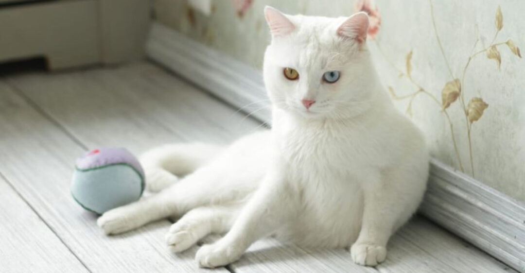 9 Fancy Cat Breeds That Are Totally Worth Every Penny