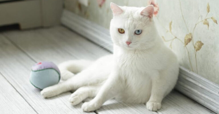 9 Fancy Cat Breeds That Are Totally Worth Every Penny