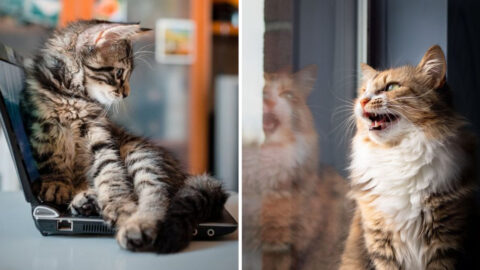 Decode Your Cat’s Behavior: 22 Cat Behaviors Explained - Cats Chef