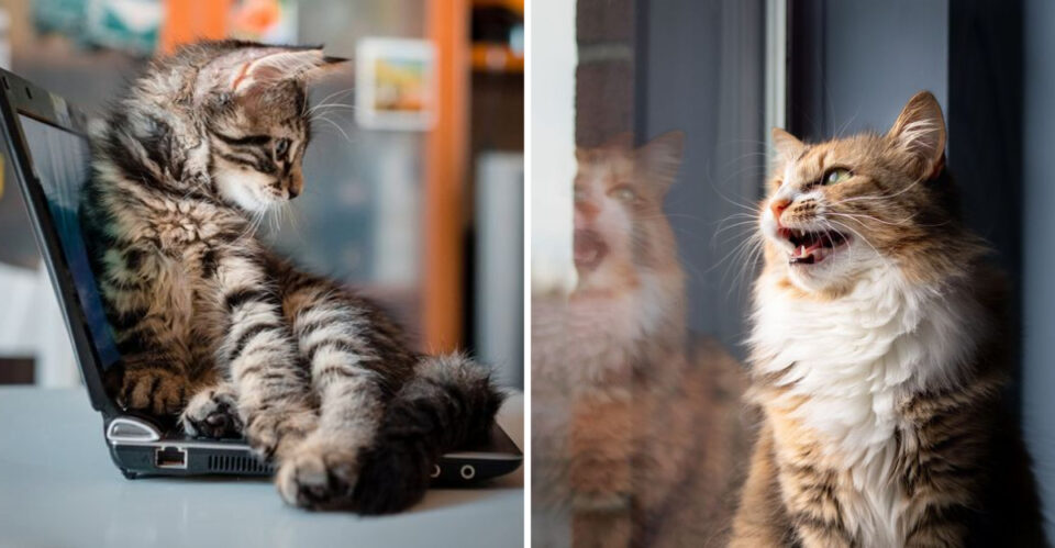 Decode Your Cat’s Behavior: 22 Cat Behaviors Explained - Cats Chef