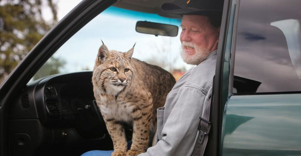 How Dangerous Are Bobcats to Humans and Pets? - Cats Chef