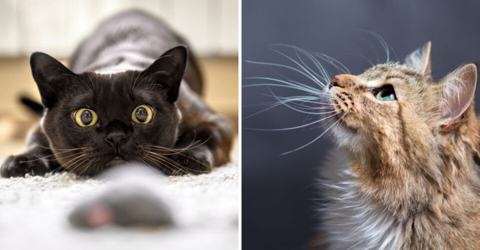 How to Read Your Cat’s Body Language and Understand Its Emotions - Cats ...