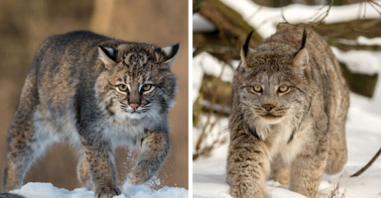 Spot the Difference: Lynx and Bobcat Compared - Cats Chef