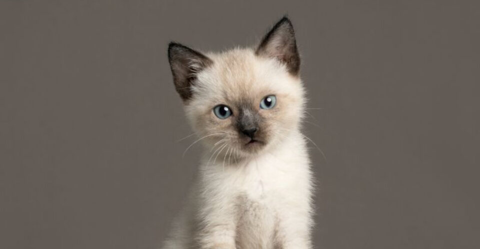 The 8 Tiniest Cat Breeds