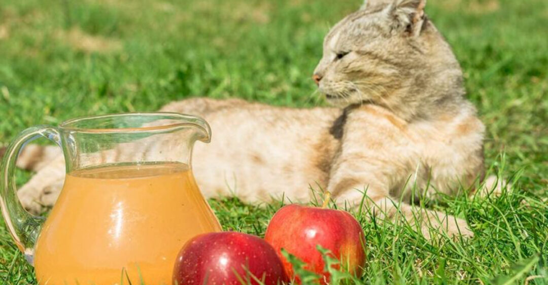 What Can Cats Drink Besides Water? 10 Vet-Approved Alternatives You’ll ...