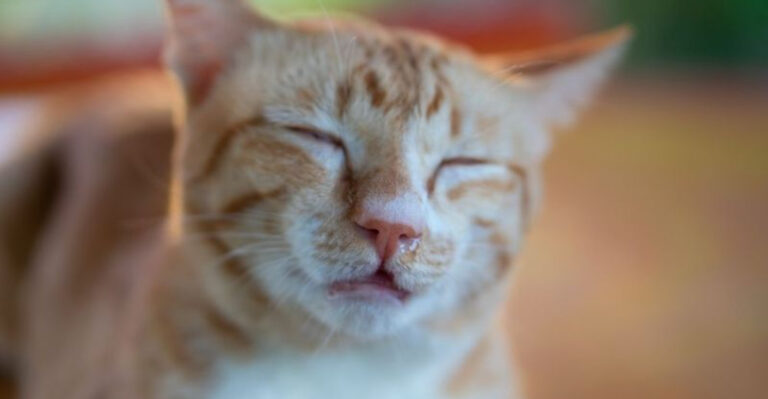 What Cat Owners Should Know About Nasal Polyps - Cats Chef