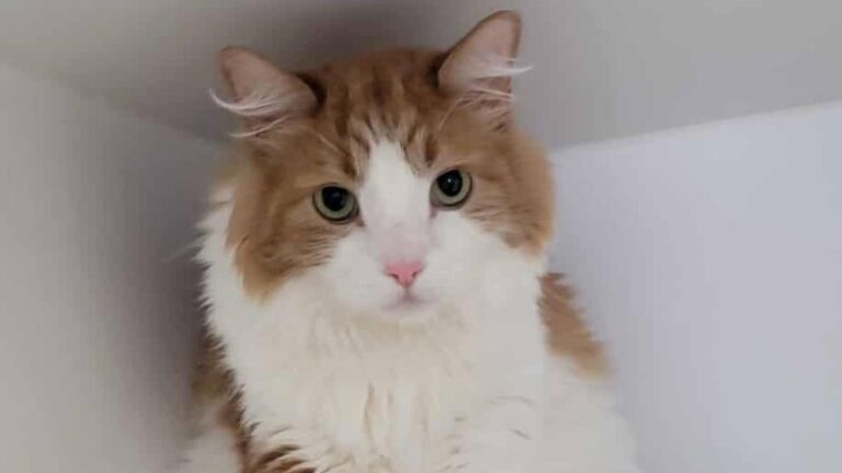 After 3 Years, Washington Cat Is Returned Over Litter Issues—The Truth ...