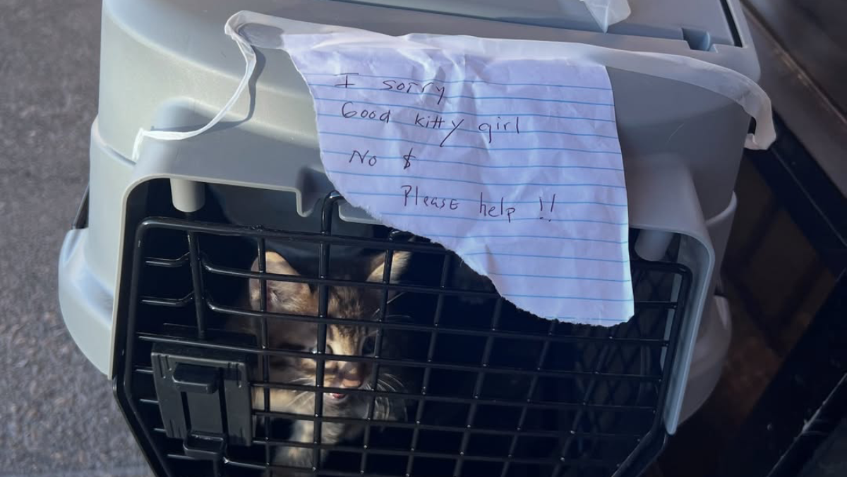 Las Vegas Shelter Staff Find Cat and Kittens Abandoned with a Note—A ...
