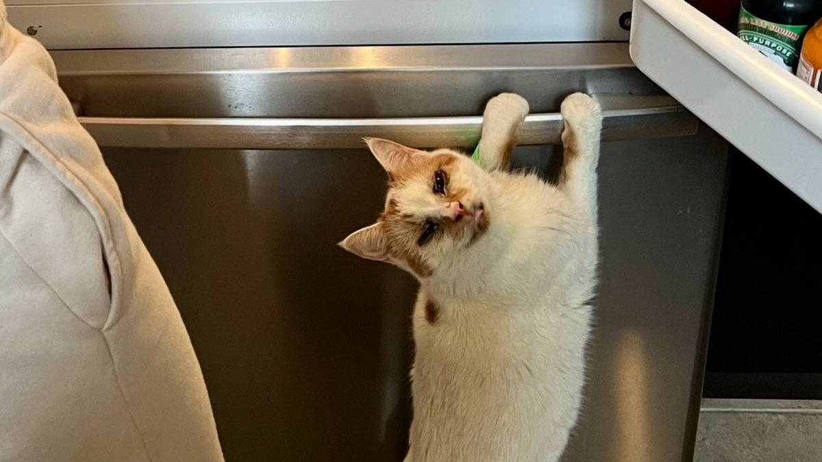 Left Behind in a New Jersey Shelter, One ‘Unadoptable’ Cat Finally ...