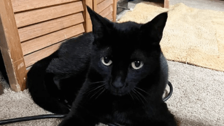 Meet the Florida Cat Who’s Helped Discover Not One, But Two New Virus ...